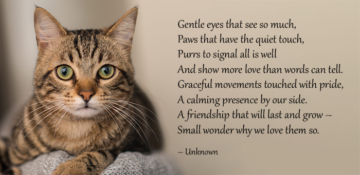 Why Cats Are the Best – A Poem