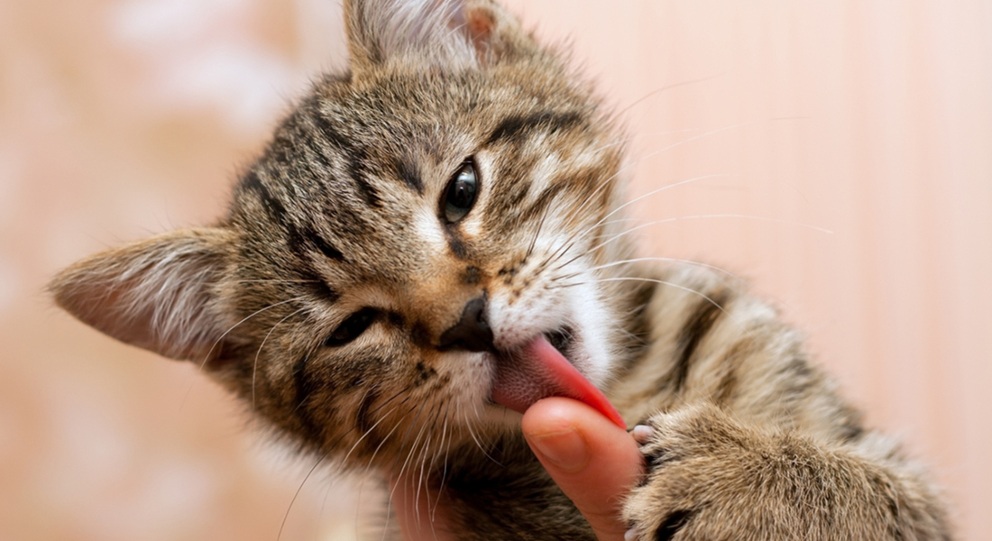 Cat Kisses – A Poem