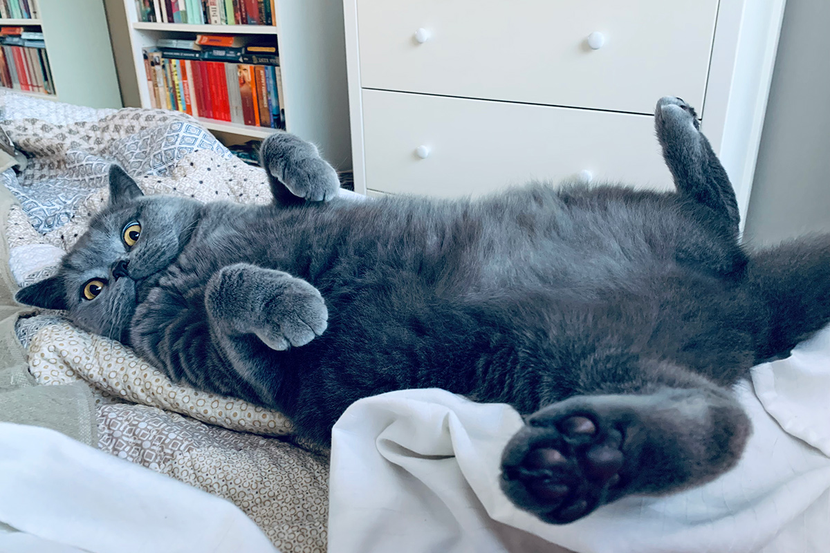 Charlie the Cat at Four