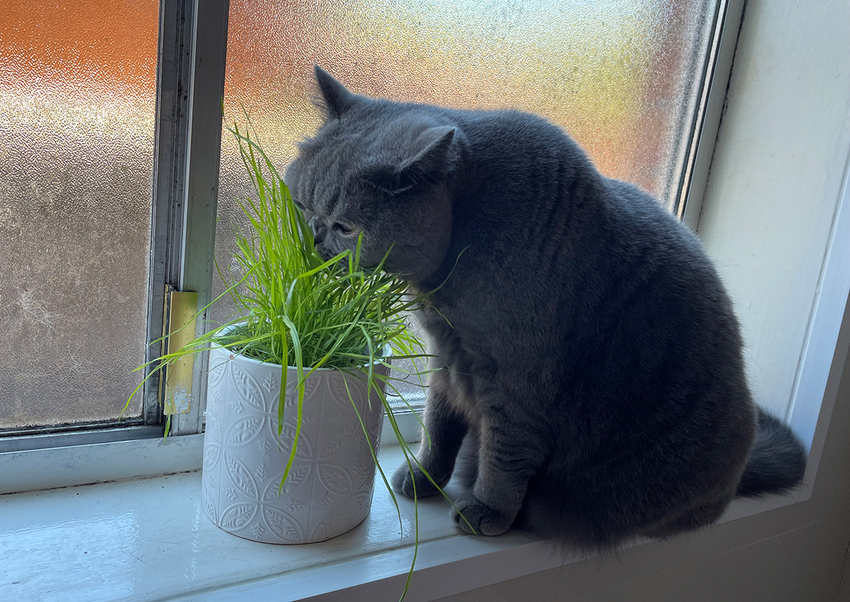Charlie the Cat at Five