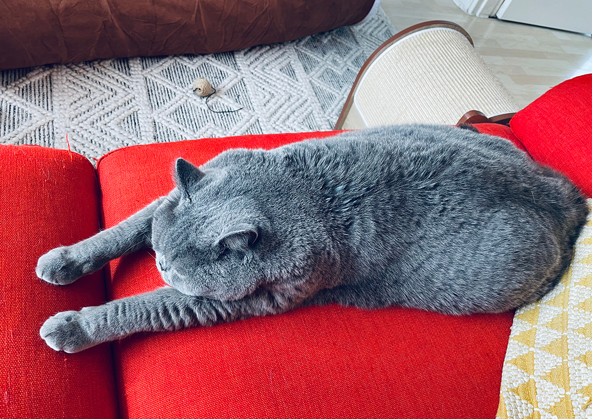 Charlie the Cat at Five