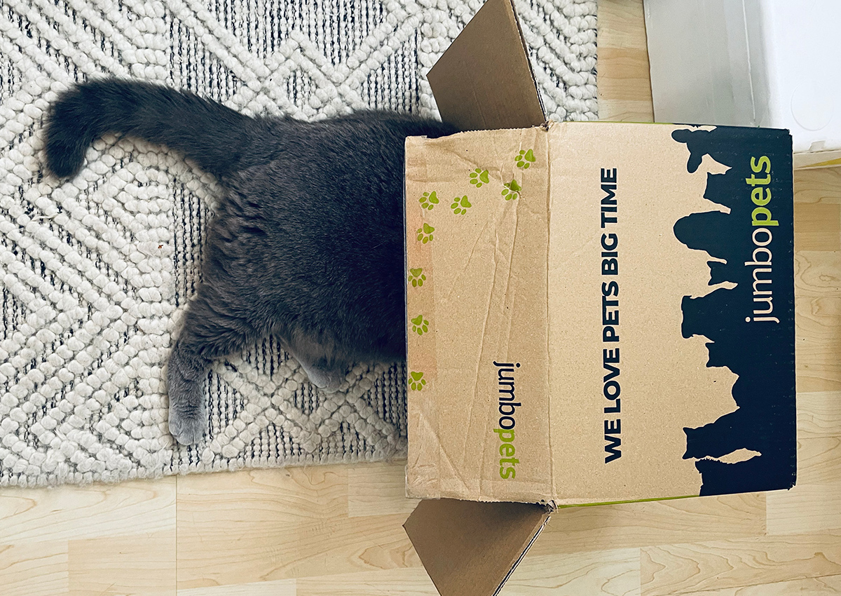 Charlie the Cat at Six