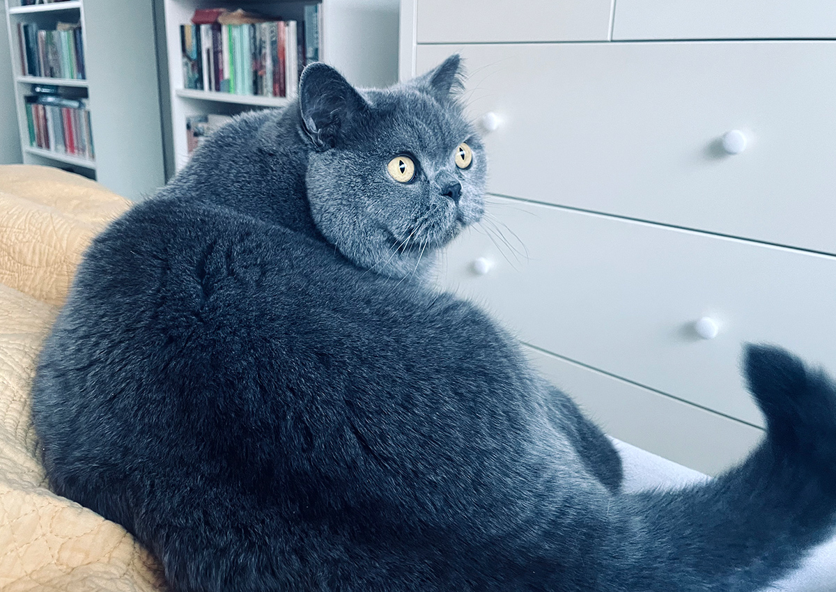 Charlie the Cat at Six