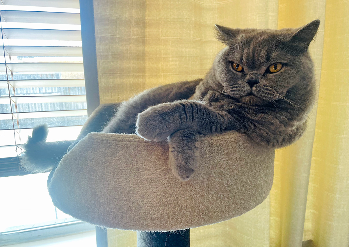 Charlie the Cat at Six