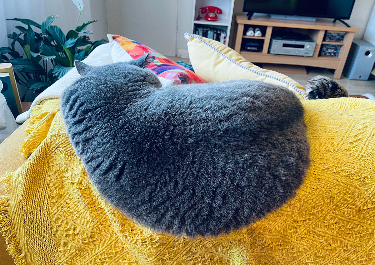 Charlie the Cat at Seven