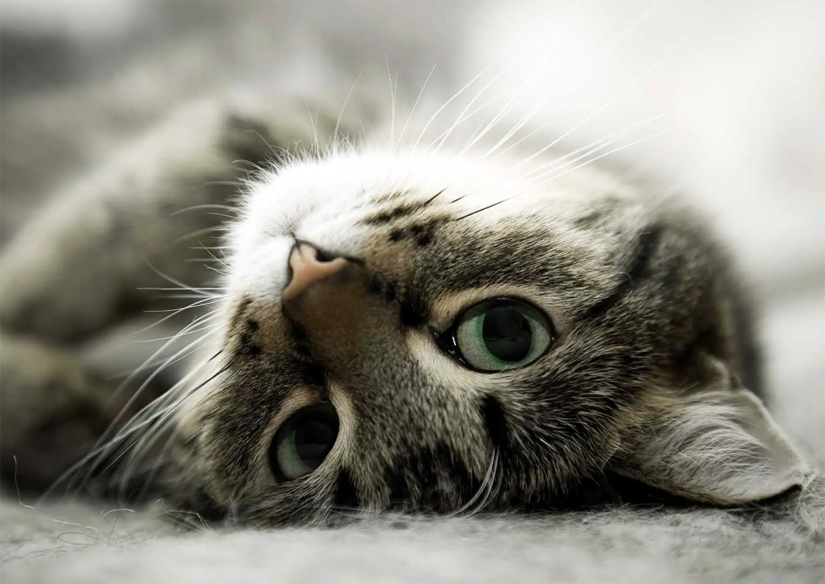 My Cats by Charles Bukowski